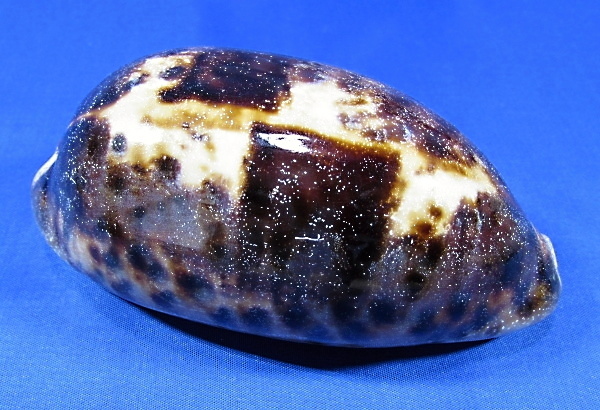 Chelycypraea testudinaria :: Mořské mušle - seashells